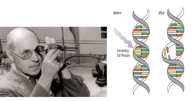 HISTORIA DE LA BIOLOGÍA MOLECULAR timeline | Timetoast timelines