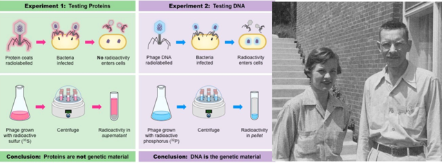 Actividad 1: Historia de la Biología Molecular timeline | Timetoast timelines
