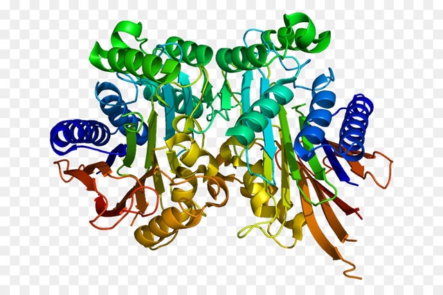 Historia de la enzimología timeline | Timetoast timelines
