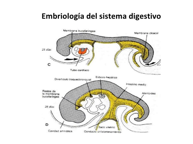 Embriología del Sistema Digestivo timeline | Timetoast timelines