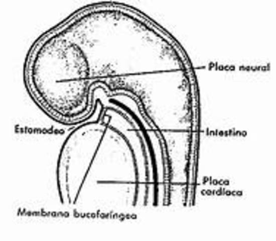 Embriología del Sistema Digestivo timeline | Timetoast timelines