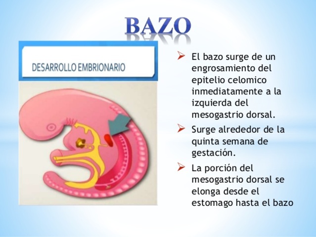 Embriología del Sistema Digestivo timeline | Timetoast timelines