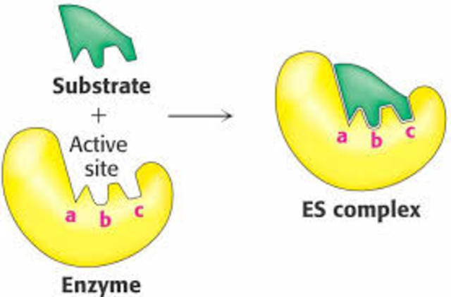 Historia de la enzimología timeline | Timetoast timelines