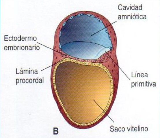 Desarrollo embrionario timeline | Timetoast timelines