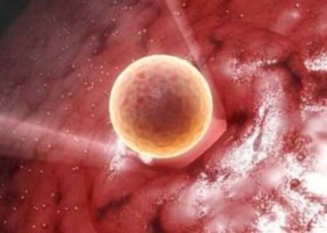 Desarrollo embrionario. timeline | Timetoast timelines