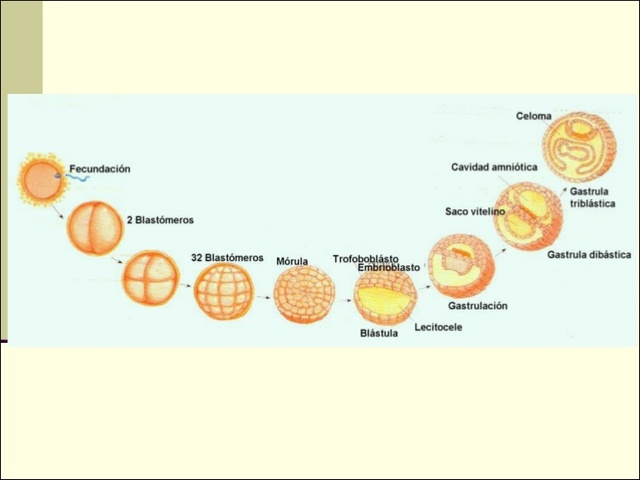 Linea Del Tiempo Del Desarrollo Embrionario - slingo