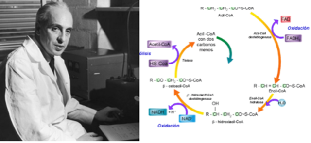 Historia de la Biología Época Molecular. timeline | Timetoast timelines