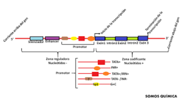 Avances en el conocimiento del ADN timeline | Timetoast timelines