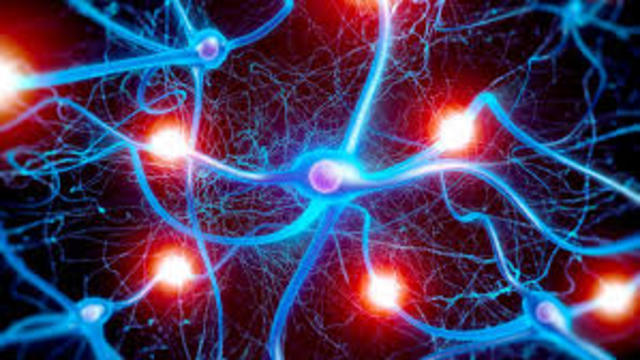 ¿De dónde viene y para dónde va el cerebro? timeline | Timetoast timelines