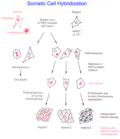 DNA THROUGH HISTORY timeline | Timetoast timelines