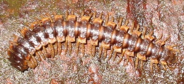 Geological Timeline | Timetoast timelines