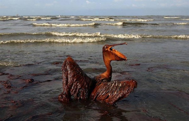 Worst Oil Spills in History timeline | Timetoast timelines