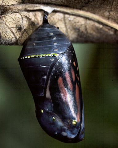 Timeline of the monarch butterfly | Timetoast timelines