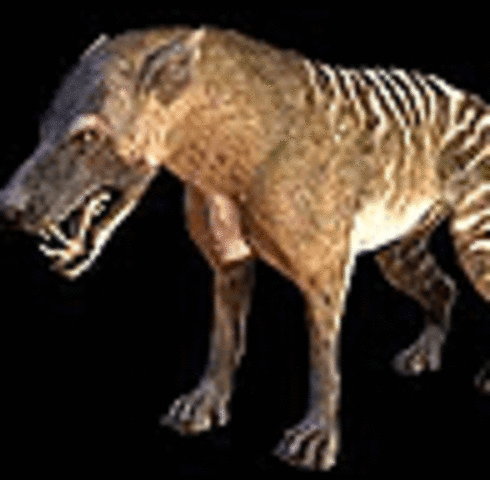 Tertiary Period timeline | Timetoast timelines