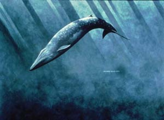 Extinct, Endangered, and Threatened Marine Mammals timeline | Timetoast ...
