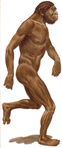 Illustrated Timeline of Early Humans By: Noah Rakestraw | Timetoast ...