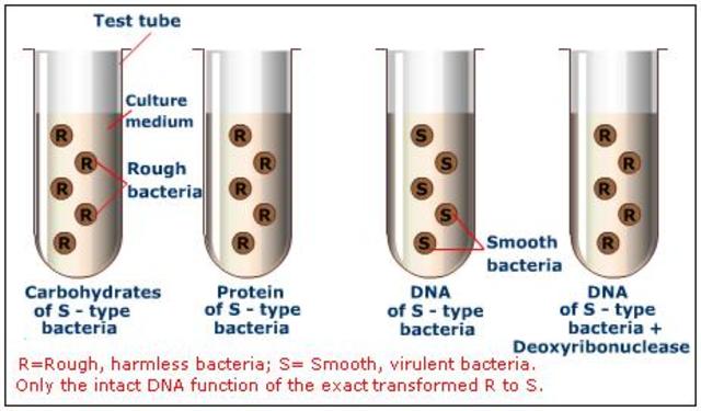 biotechnology timeline | Timetoast timelines