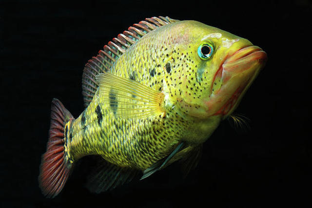 Pesqueria del Pez Blanco timeline | Timetoast timelines