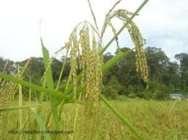 Chinese Timeline | Timetoast timelines