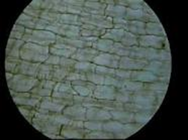 Timeline: Cell Theory & Microscopes | Timetoast timelines