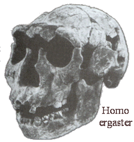 LOS HOMÍNIDOS timeline | Timetoast timelines