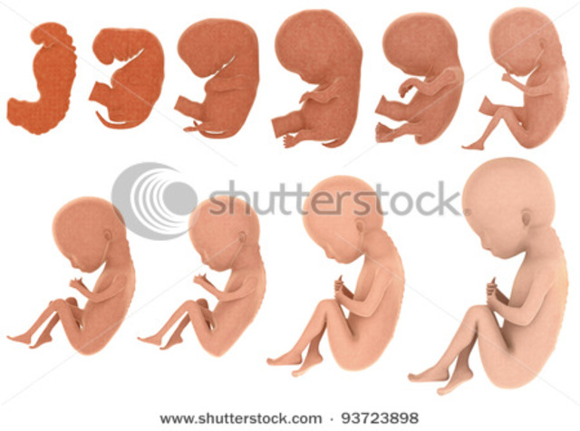 Human Growth and Development Timeline | Timetoast timelines