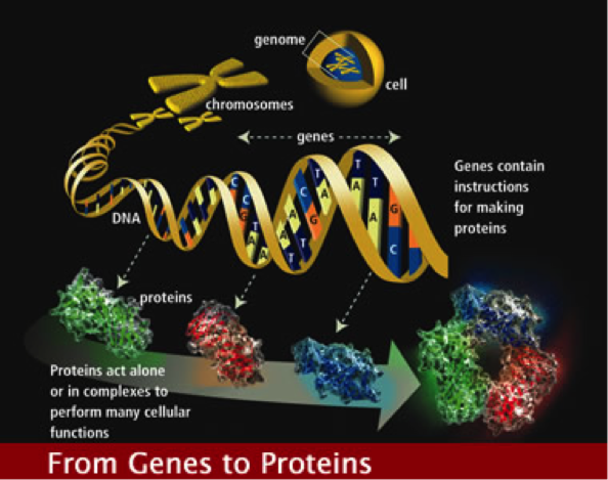 History of Genetics (THIS) timeline | Timetoast timelines