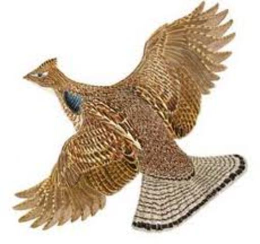 Hatchet Timeline-Balzer | Timetoast timelines