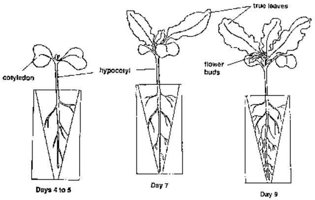 Plant Life Cycle timeline | Timetoast timelines