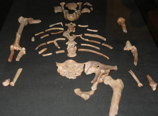 Evolución del hombre timeline | Timetoast timelines