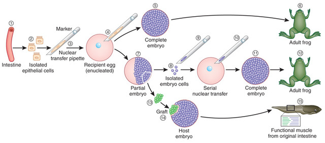 Genetica timeline | Timetoast timelines