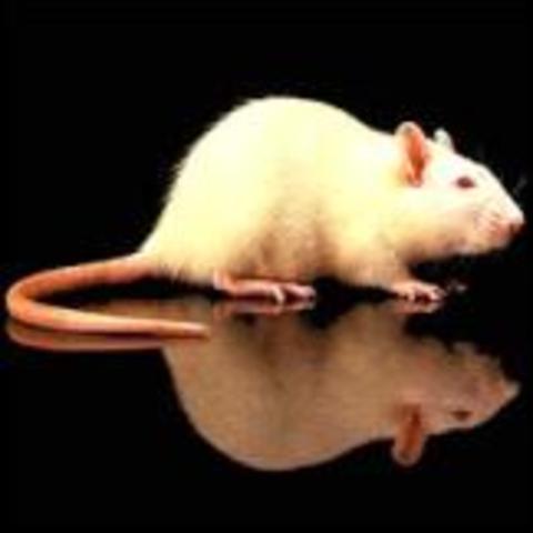 Genetica timeline | Timetoast timelines