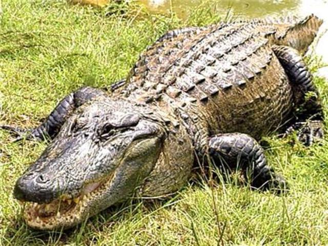 Evolution of Alligators timeline | Timetoast timelines