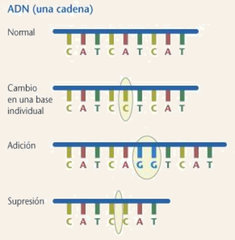 LOS PRINCIPALES DESCUBRIMIENTOS DEL ADN timeline | Timetoast timelines