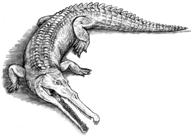 Evolution of Alligators timeline | Timetoast timelines