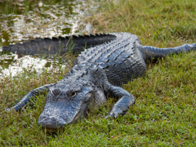 Evolution of Alligators timeline | Timetoast timelines