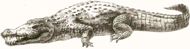 Evolution of Alligators timeline | Timetoast timelines