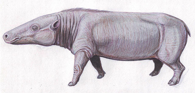 Hippo Evolution timeline | Timetoast timelines