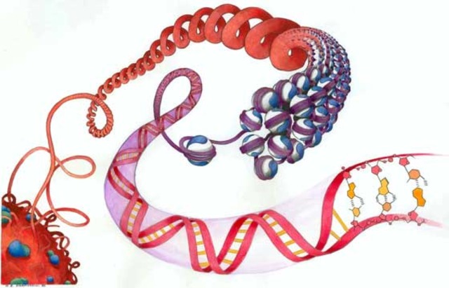 Genética timeline | Timetoast timelines