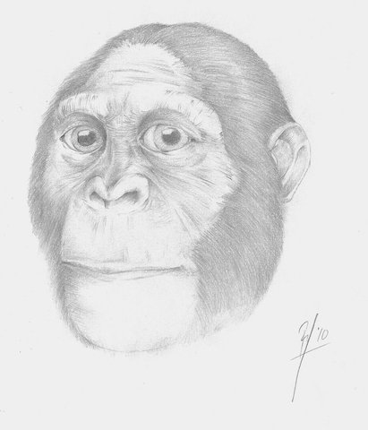 EVOLUCION DEL HOMBRE timeline | Timetoast timelines