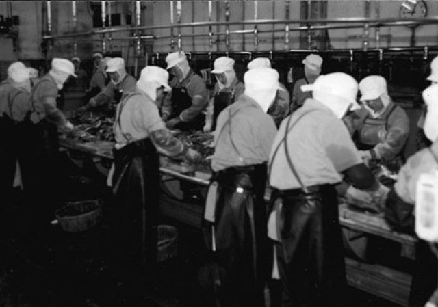 nederland immigratie timeline | Timetoast timelines