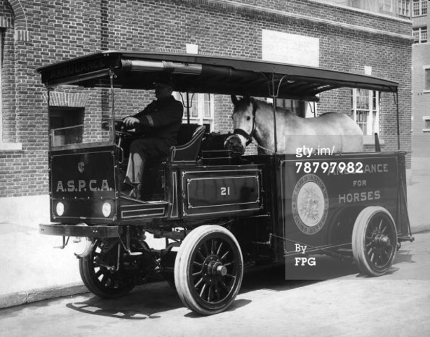 History of the ASPCA timeline | Timetoast timelines