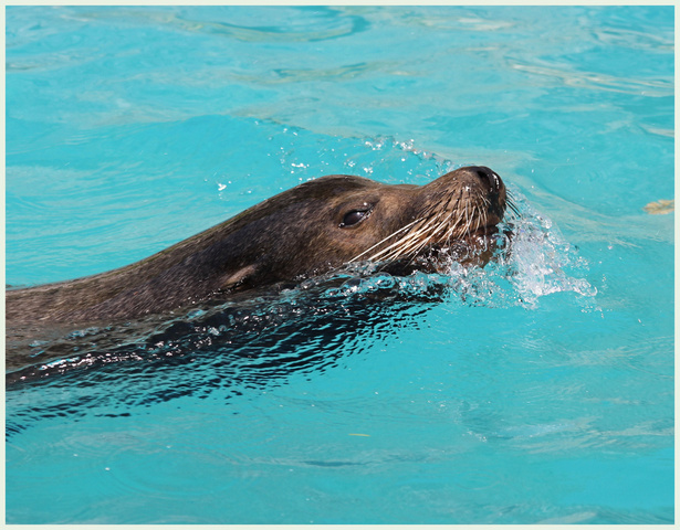 Tiere, Tiere und nochmal Tiere! timeline | Timetoast timelines