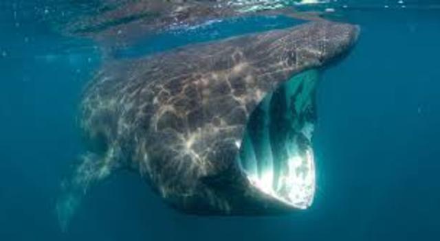 Shark Evolution timeline | Timetoast timelines