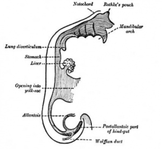 Fetal Development of the Digestive System timeline | Timetoast timelines