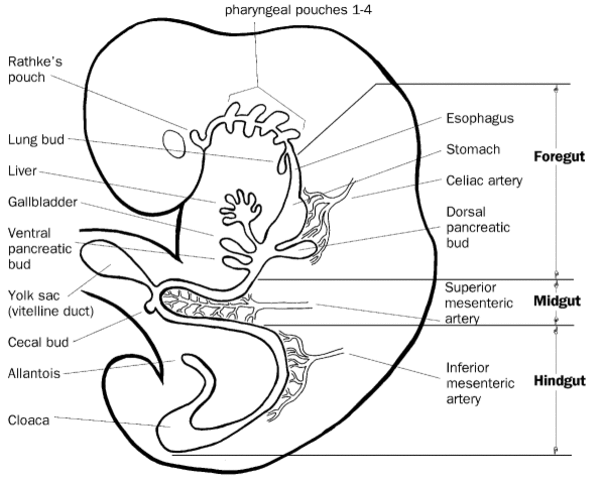 Fetal Development of the Digestive System timeline | Timetoast timelines