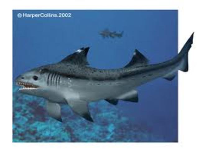 Shark Evolution timeline | Timetoast timelines