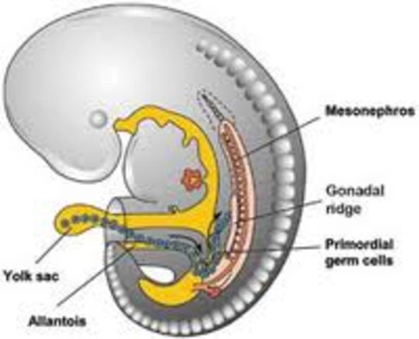 Embryological Development of Reproductive System timeline | Timetoast ...