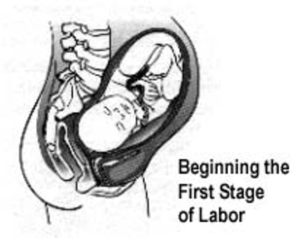Katy Miser Fetal Development timeline | Timetoast timelines