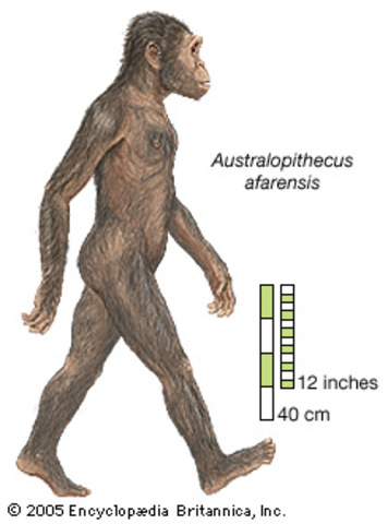 Homínidos.Evolución timeline | Timetoast timelines